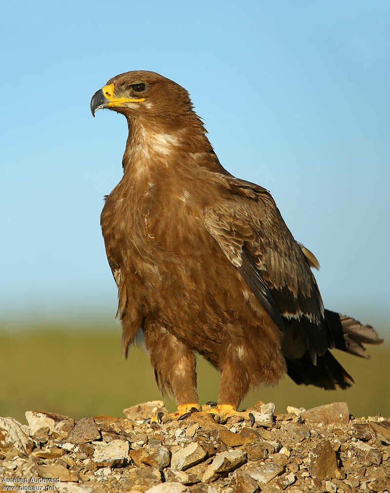 Steppe Eagle - Aquila nipalensis Second year - auau139721