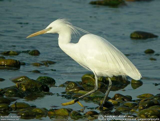 Chinese Egret - Egretta eulophotes adult breeding - auau71418