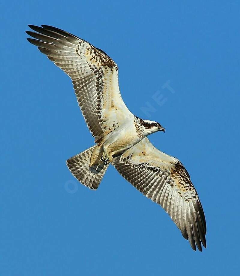 Balbuzard pêcheur - Pandion haliaetus - auau147532