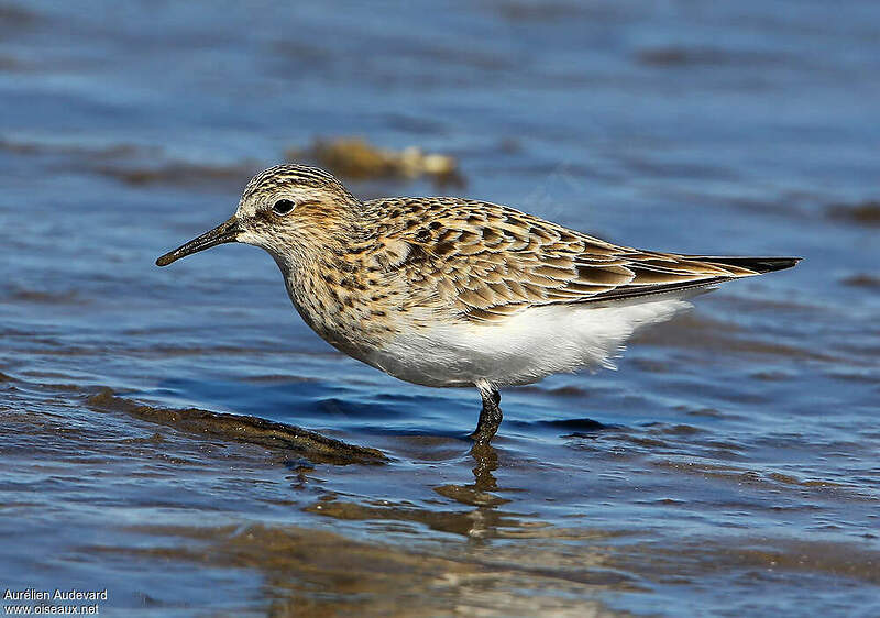 Baird's Sandpiper - Calidris bairdii adult breeding - auau226649