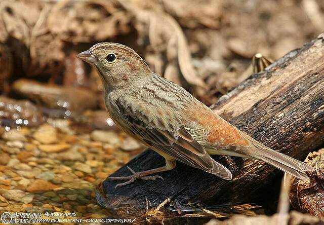 Chestnut Bunting - Emberiza rutila female adult - auau73045