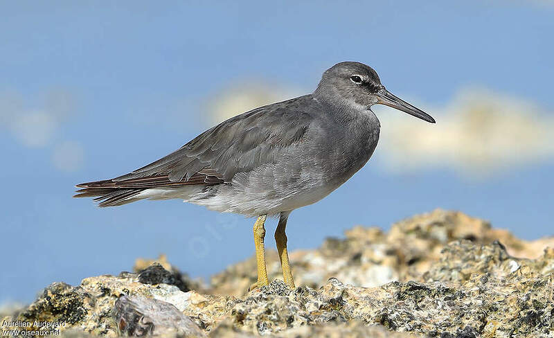 Chevalier errant adulte internuptial - auau292886