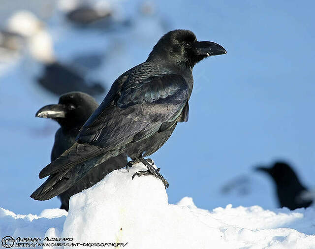 Corbeau à gros bec - auau80963