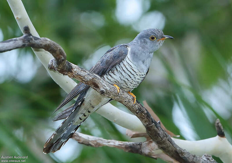 Oriental Cuckoo - Cuculus optatus adult - auau293642