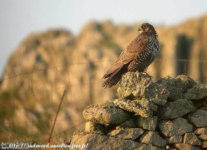 Faucon gerfaut immature - auau19093