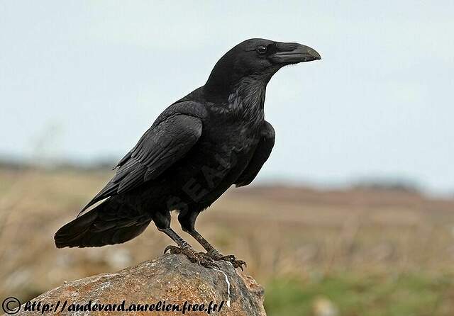 Grand Corbeau - Corvus corax - auau47292