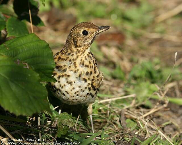 Grive musicienne - auau78208