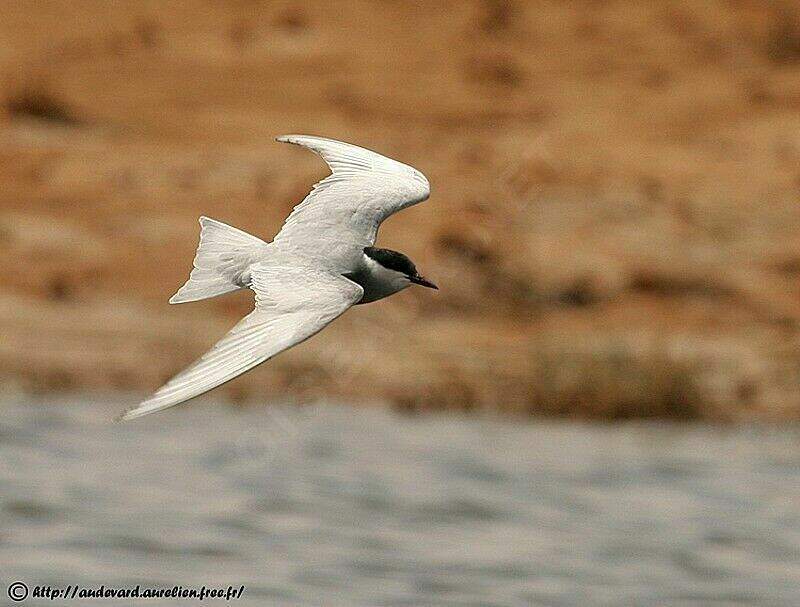 Guifette moustac adulte nuptial - auau20537