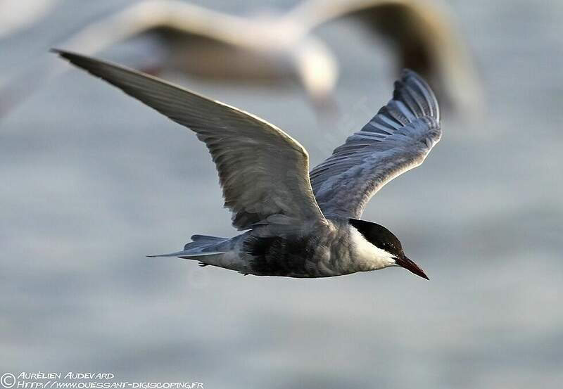 Guifette moustac adulte nuptial - auau111960