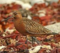 Barge rousse - Limosa lapponica