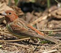 Chestnut Bunting - Emberiza rutila