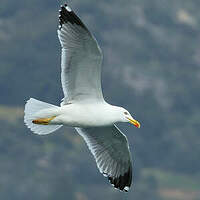 Goéland leucophée - Larus michahellis