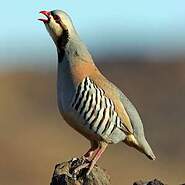 Perdrix choukar - Alectoris chukar