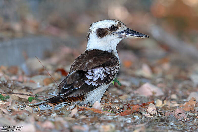 Martin-chasseur géant adulte - auau293392