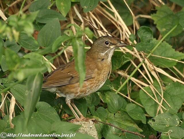 Merle pâle - auau24953