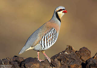Perdrix choukar - Alectoris chukar - auau139124