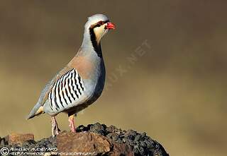 Chukar Partridge - Alectoris chukar male adult breeding - auau151352