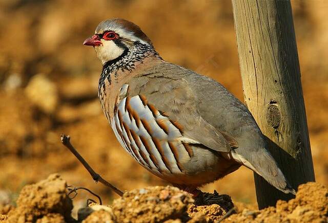 Perdrix rouge mâle adulte nuptial - auau117169