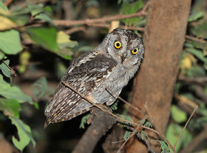 Arabian Scops Owl - Otus pamelae