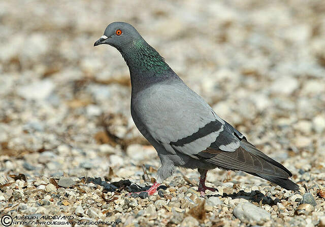 Pigeon biset - auau98405