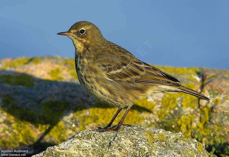 European Rock Pipit - Anthus petrosus - auau147533