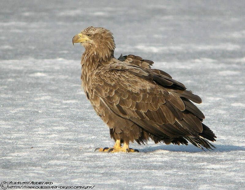 Pygargue à queue blanche subadulte - auau82539