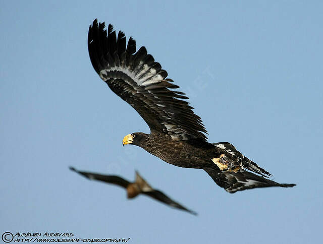 Pygargue de Steller - Haliaeetus pelagicus - auau82532
