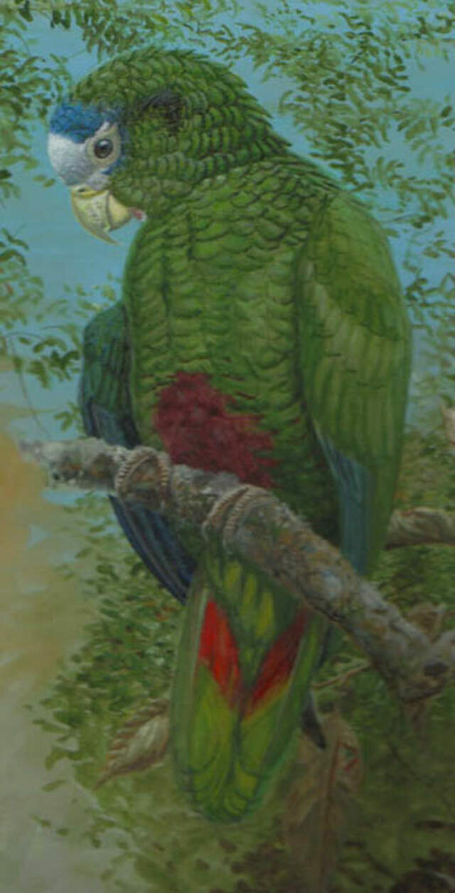 Amazone d'Hispaniola - Amazona ventralis - bkma22108