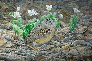 Bécasse d'Amérique - bkma68910