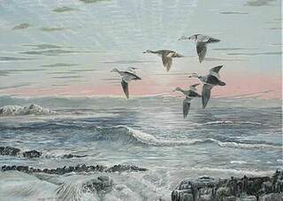 Labrador Duck - Camptorhynchus labradorius - bkma61251