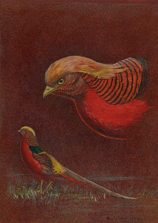 Faisan doré - bkma22140