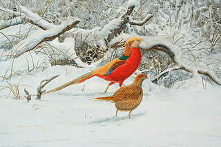 Faisan doré - bkma40195