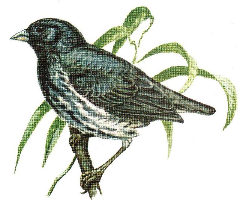 Sharp-beaked Ground Finch - Geospiza difficilis - bkma157653