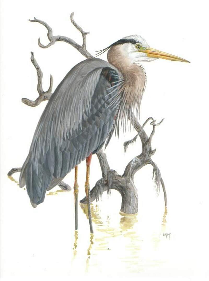 Great Blue Heron - Ardea herodias - bkma52367