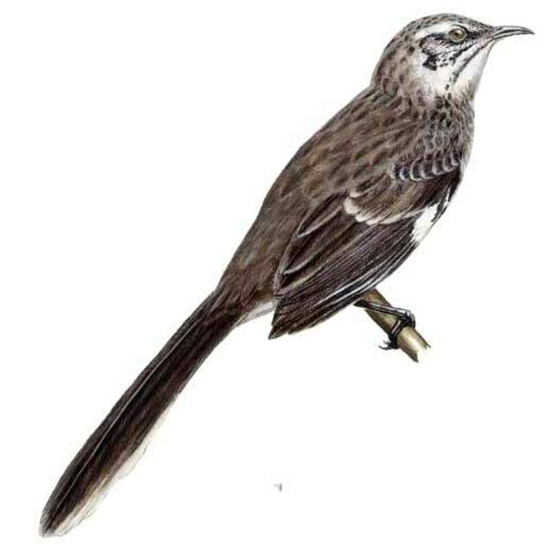 Long-tailed Mockingbird - Mimus longicaudatus - bkma23672