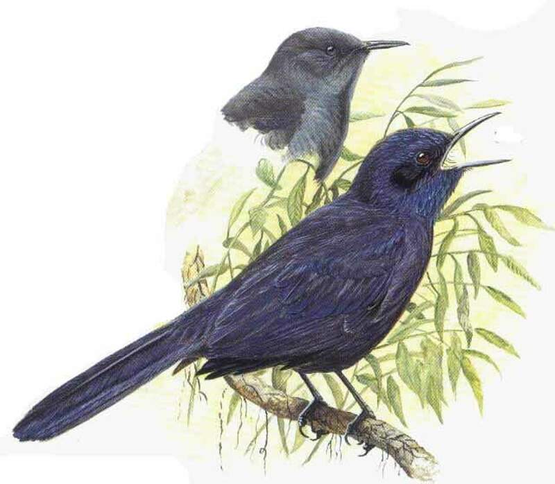 Blue Mockingbird - Melanotis caerulescens - bkma23432