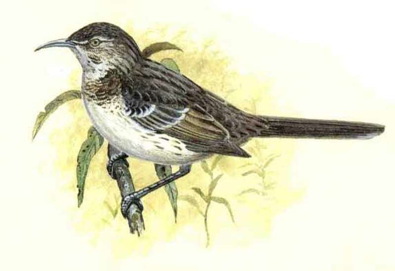 Floreana Mockingbird - Mimus trifasciatus - bkma23517
