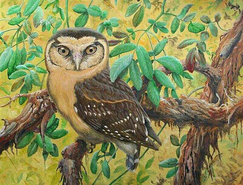 Buff-fronted Owl - Aegolius harrisii - bkma59979