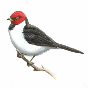 Red-capped Cardinal - Paroaria gularis