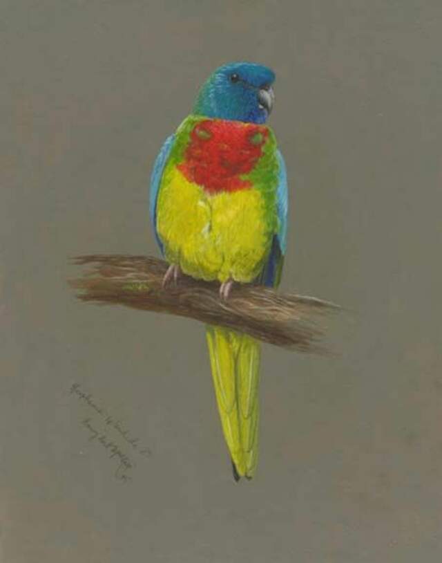 Scarlet-chested Parrot - Neophema splendida - bkma22564