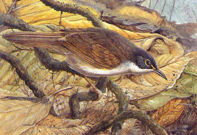 Eastern Chat-Tanager - Calyptophilus frugivorus - bkma34500