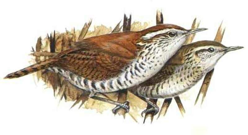 Banded Wren - Thryophilus pleurostictus - bkma23491