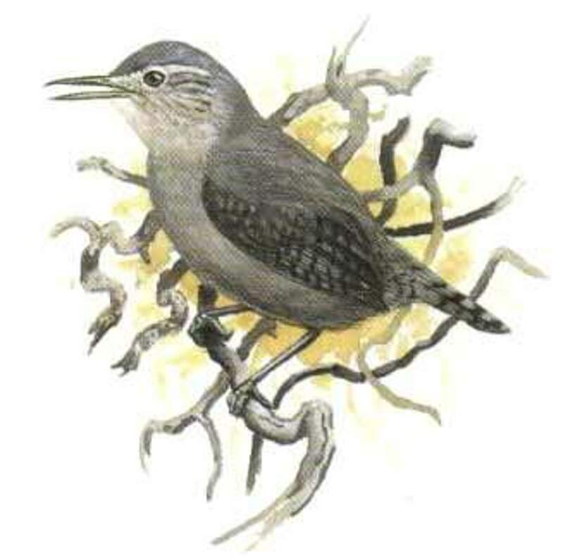Grey Wren - Cantorchilus griseus - bkma23494