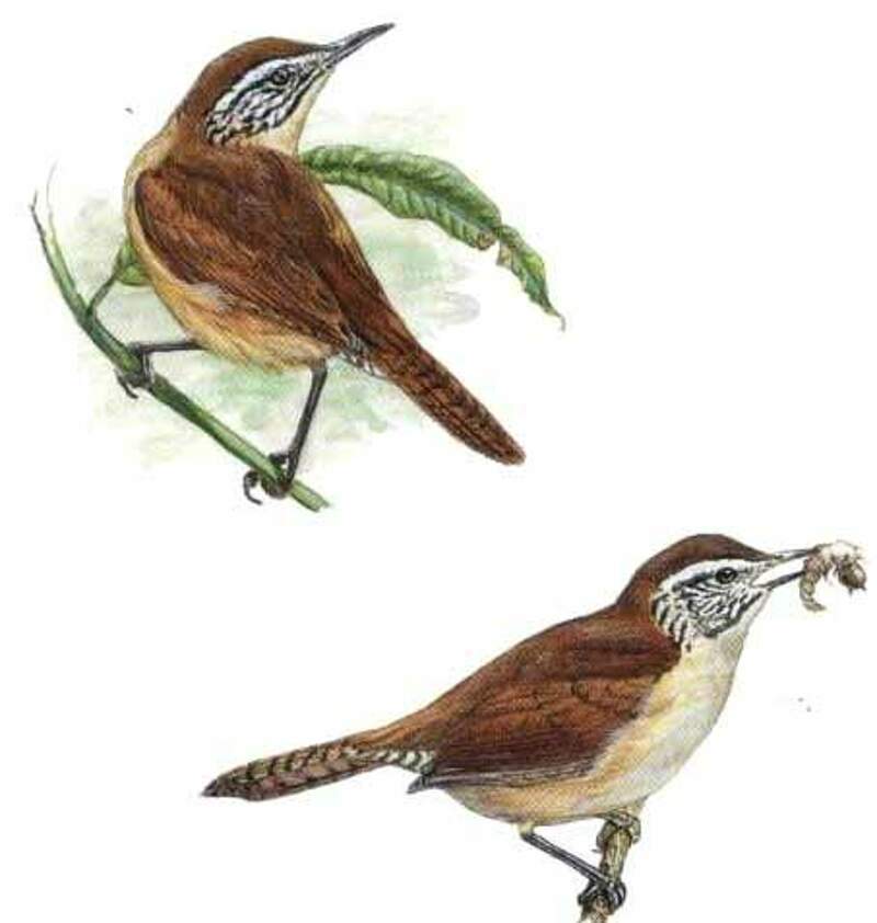 Happy Wren - Pheugopedius felix - bkma23597