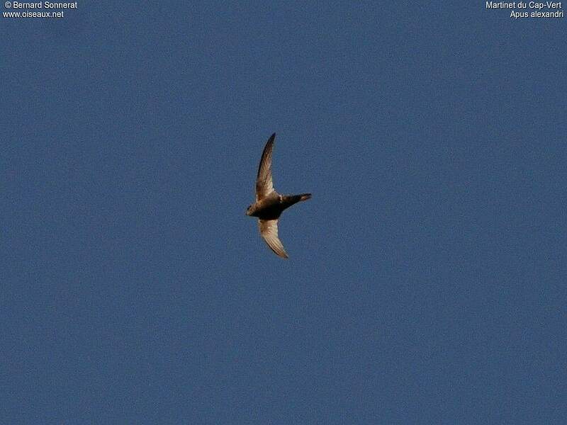 Martinet du Cap-Vert - beso118110