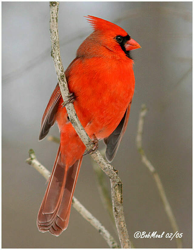 Northern Cardinal - Cardinalis cardinalis - bomo15204