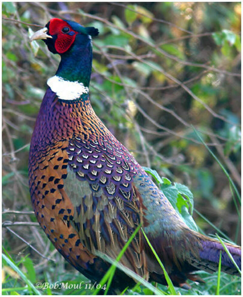 Common Pheasant - Phasianus colchicus - bomo15304