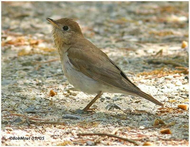 Grive fauve - bomo15173