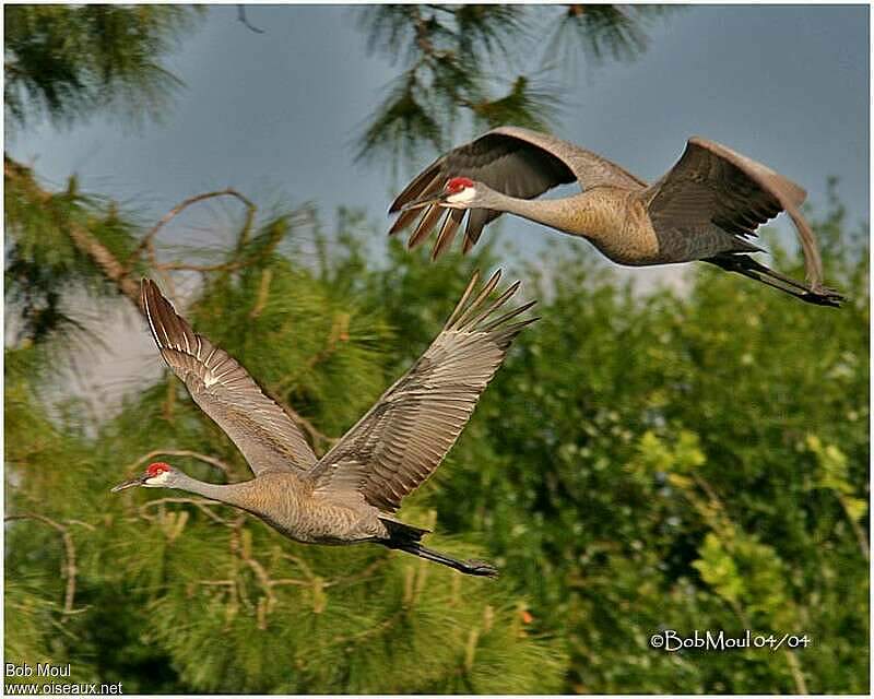 Grue du Canada adulte - bomo18323