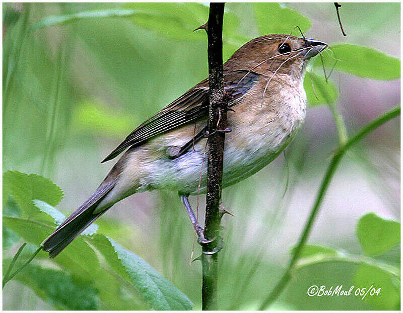 Indigo Bunting - Passerina cyanea - bomo15199